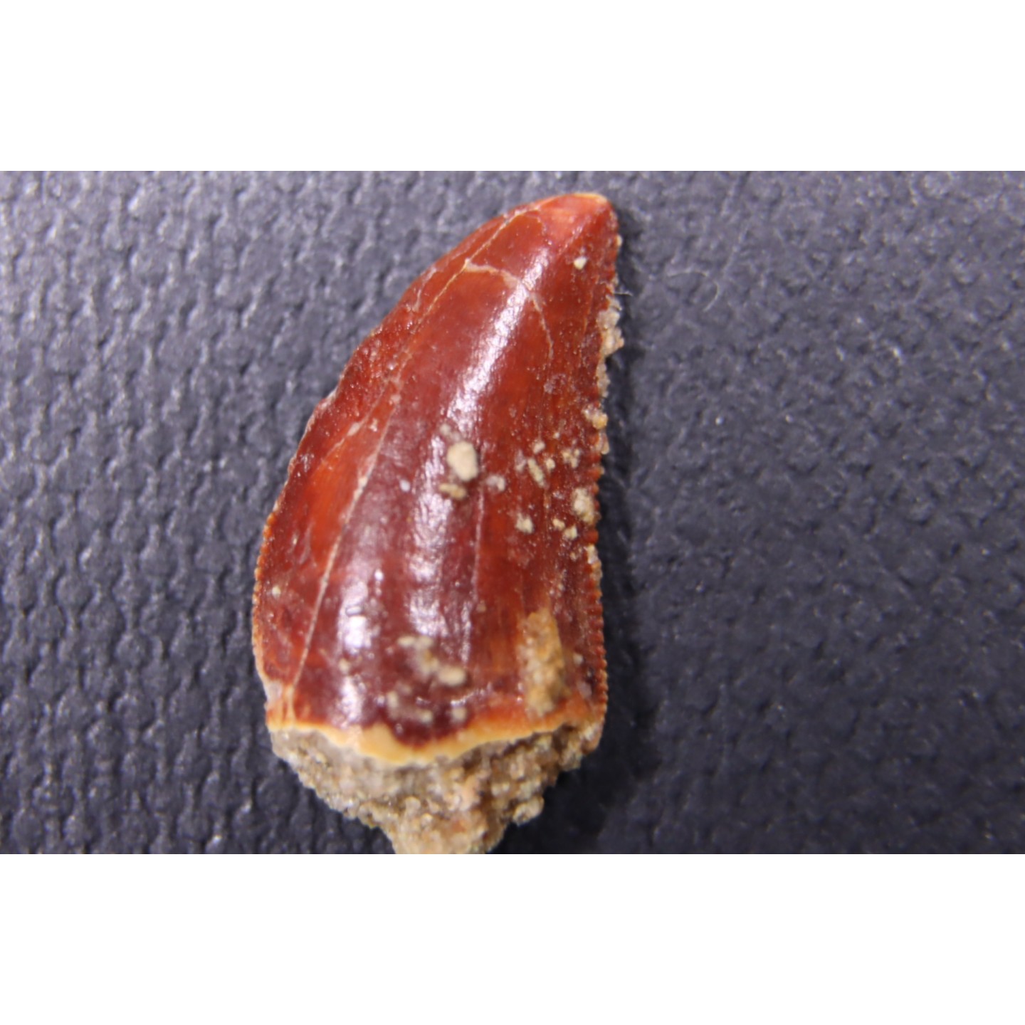 dinosaur tooth DELTADROMEUS AGILIS